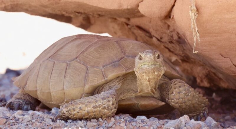 Las Vegas: Valley of Fire Sunset Tour with Hotel Transfers - Pricing and Value