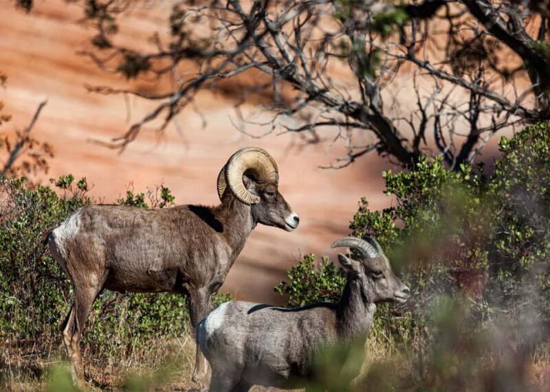 Las Vegas: Zion National Park Guided Tour with Lunch - Who Will Love This Tour?