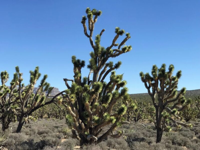 Las Vegas:Grand Canyon West Tour, Ranch Lunch, Skywalk Entry - Frequently Asked Questions