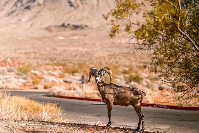 LasVegas Small Group 6Hour Valley of Fire/Hoover Dam/Boulder City - The Sum Up