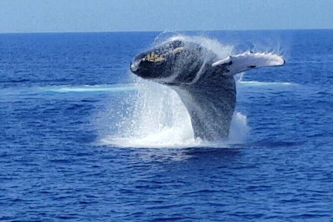 Late Morning Whale Watch Cruise from A'bay - The Experience and the Reviews