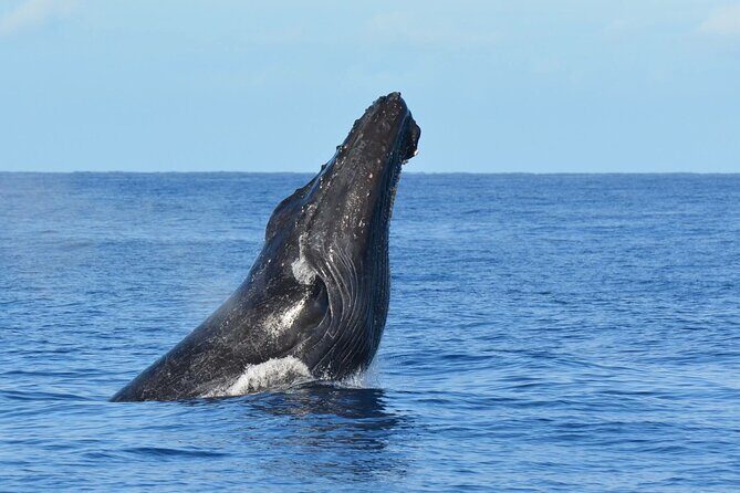Late-Morning Whale Watch from Kawaihae - Authentic Encounters: What Travelers Say About the Experience