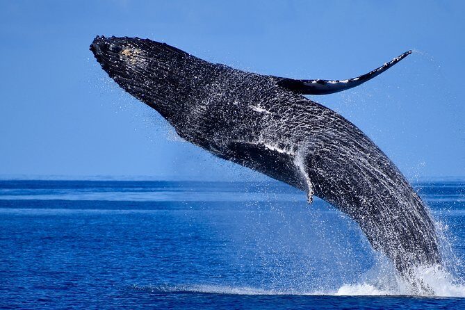 Late-Morning Whale Watch from Kawaihae - FAQs