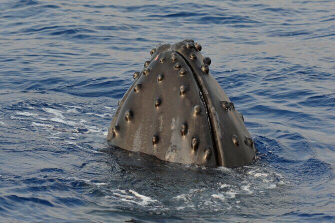 Late-Morning Whale Watch from Kawaihae - Wrapping It Up