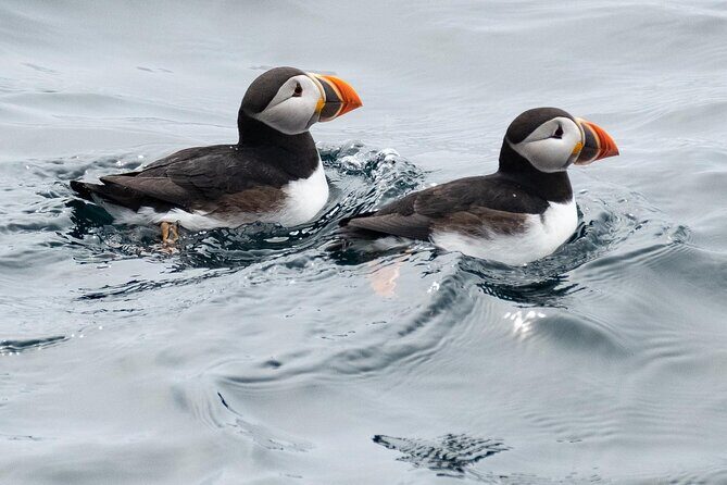 Late Season Puffin & Scenic Coastal Cruise - Reviews from Travelers: What They Loved