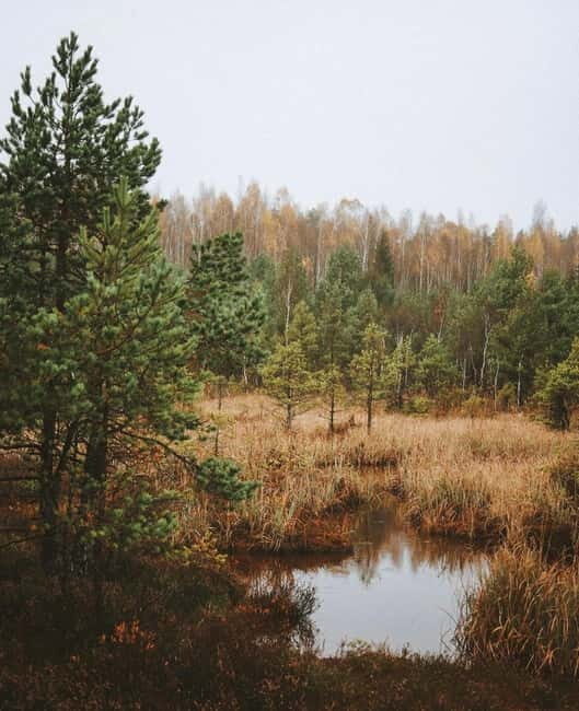 Latvian Landscapes: Kemeri & Jurmala Guided Tour - Authenticity and Who Will Love This Tour