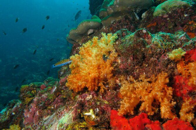 Lauderdale By The Sea Replicated Shipwreck & Reef Snorkel Trails - Final Thoughts: Is it Worth It?