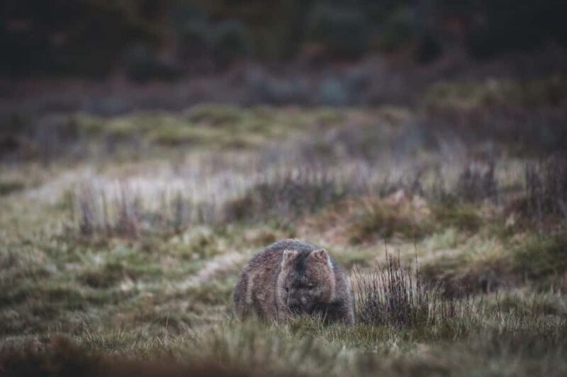 Launceston: 2-Day Overnight Cradle Mt & Wineglass Bay Tour - Key Points