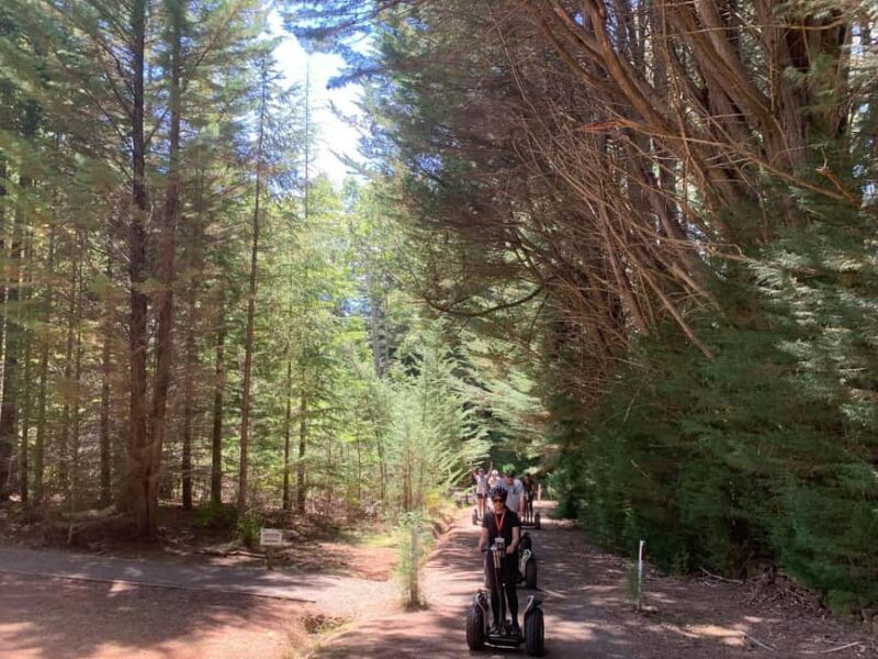 Launceston: Hollybank Forest Guided Segway Tour with Photos - Exploring Hollybank Forest by Segway: What’s in Store