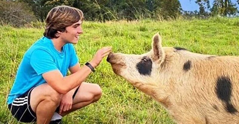 Laupahoehoe: Farm Animal Sanctuary Private Tour - The Scenic Setting and Atmosphere