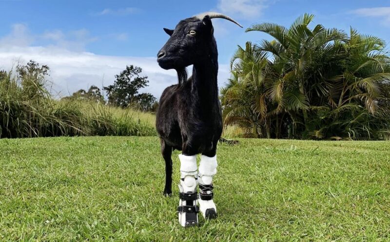 Laupahoehoe: Farm Animal Sanctuary Private Tour - Practical Details and Pricing