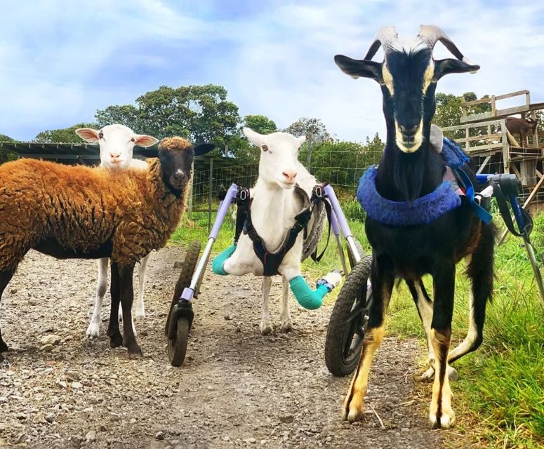 Laupahoehoe: Farm Animal Sanctuary Private Tour - The Value of Supporting a Good Cause