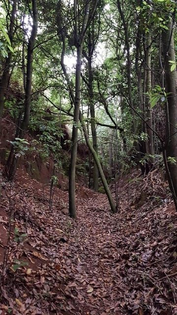 Laurisilva Forest: Hiking and Canarian cider tasting - The Tour Experience: A balanced blend of nature and culture