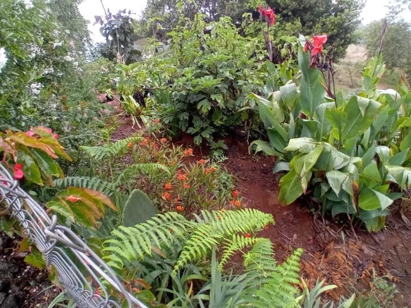 Laurisilva Forest: Hiking and Canarian cider tasting - Who should consider this tour?