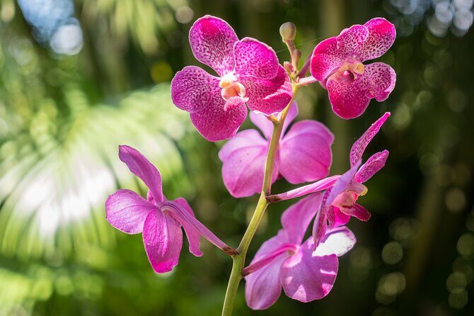 Lautoka Orchids & Village Life: Private Shore Tour 4 Hours - The Sum Up: Who Should Consider This Tour?