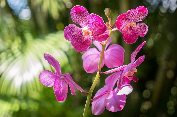 Lautoka Orchids & Village Life: Private Shore Tour 4 Hours - FAQ