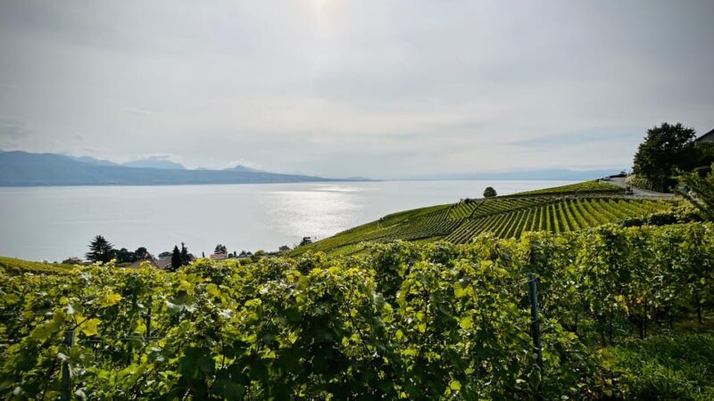 Lavaux: Vineyard Experience - FAQ