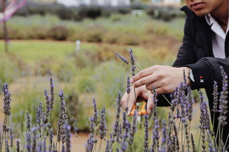 Lavender Experience Valle de Guadalupe - Guided Field Tour - An Authentic Lavender Encounter in Baja