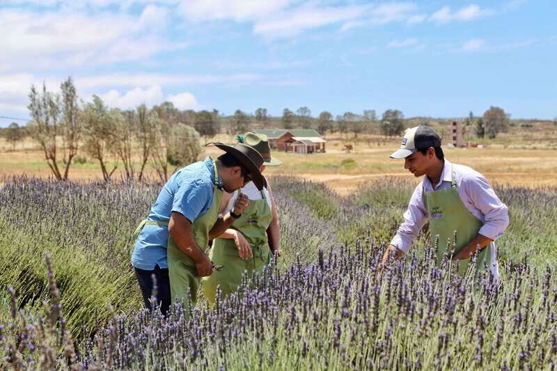 Lavender Experience Valle de Guadalupe - Guided Field Tour - What to Expect from the Tour