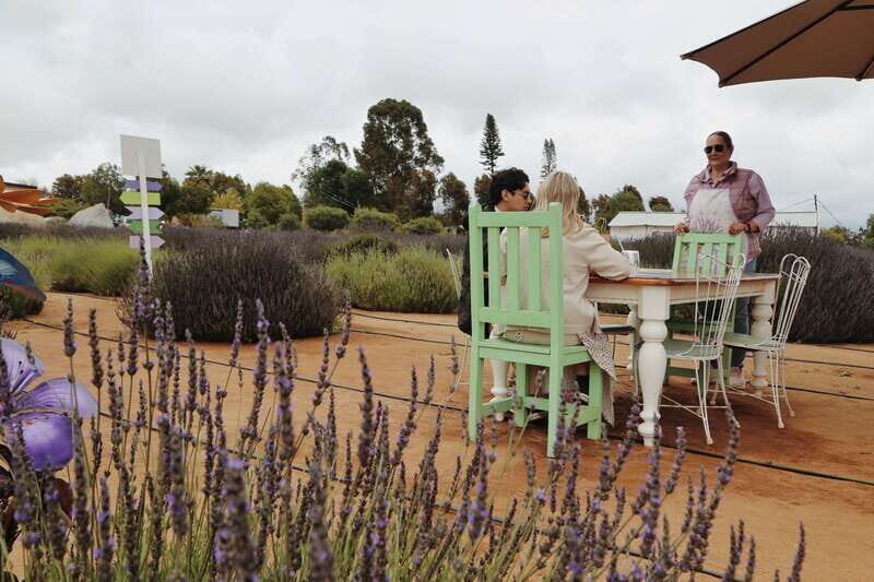 Lavender Experience Valle de Guadalupe - Guided Field Tour - Who Should Consider This Tour?