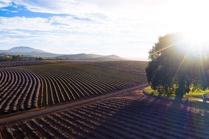 Lavender Farm - Bridestowe Festival of Flowers - Exploring the Tour Itinerary