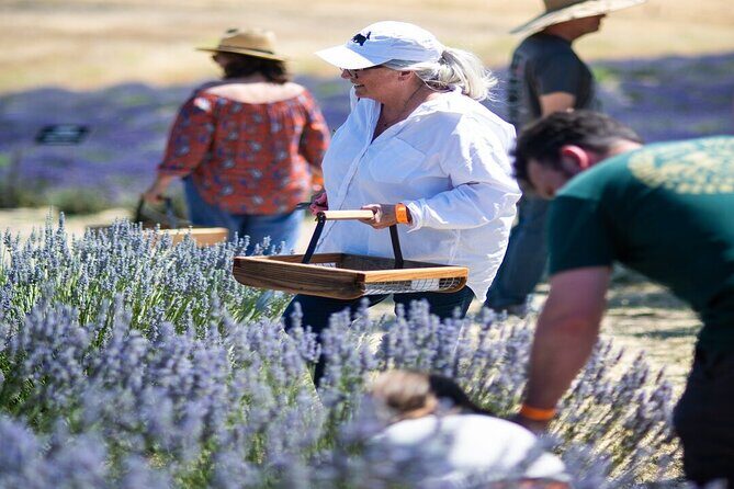 Lavender Farm U-Pick Day Pass - What to Expect During Your Visit