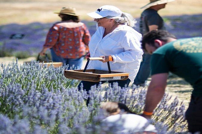 Lavender Farm U-Pick Day Pass - Authentic Experiences and Real Traveler Feedback