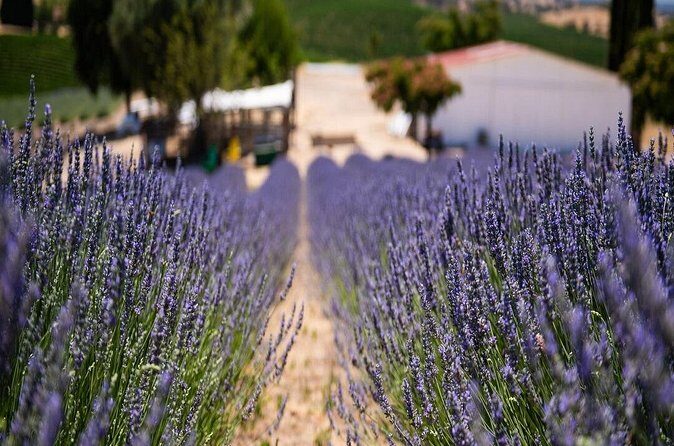 Lavender Farm U-Pick Day Pass - Why You Should Consider This Tour