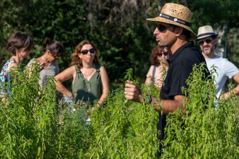 Lavender Field & Distillery Tour between Nimes & Arles - Final Thoughts