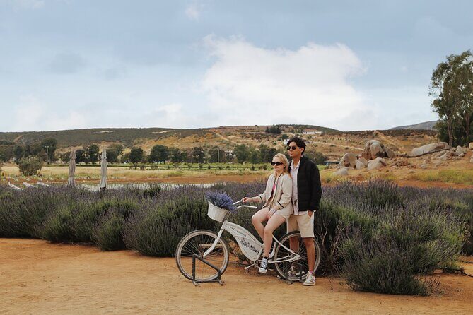 Lavender Field Guided Tour - The Sum Up: Is It Worth It?