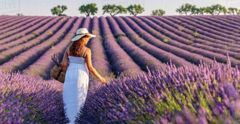 Lavender Fields Tour - Final Thoughts