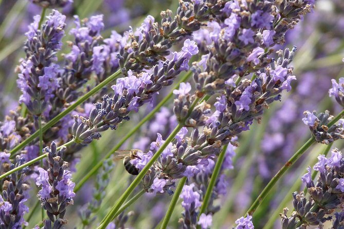 Lavender Tour Sault from Marseille - Analyzing the Price and Value