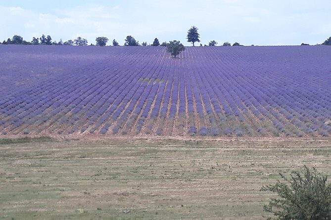 Lavender Tour Sault from Marseille - Who Should Consider This Tour?