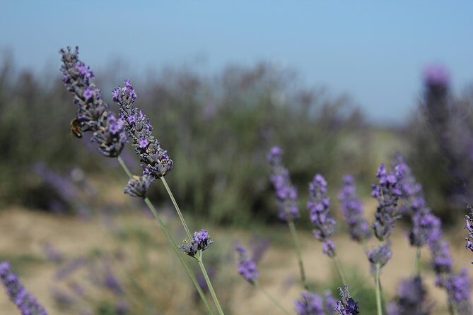 Lavender Tour Sault from Marseille - The Sum Up