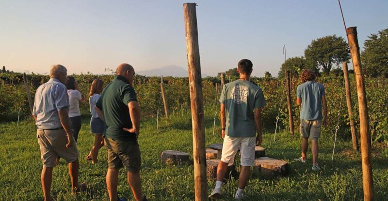 Lazise: Beekeeping Farm Tour and Tasting Experience - Practical Details and Value