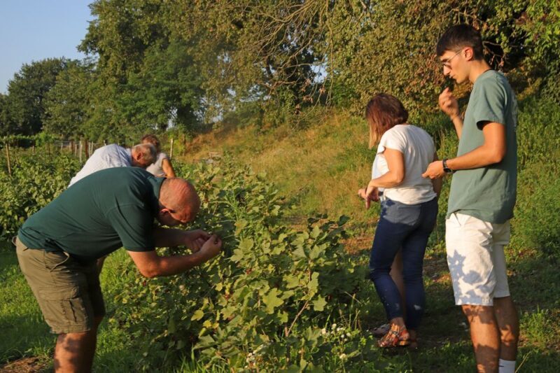 Lazise: Beekeeping Farm Tour and Tasting Experience - Final Thoughts: An Authentic Taste of Italy’s Rural Charm