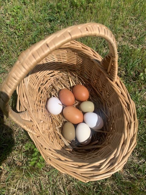 Lazise: Biodynamic Farm Tour and Natural Wine Tasting - Authentic Voices from Participants