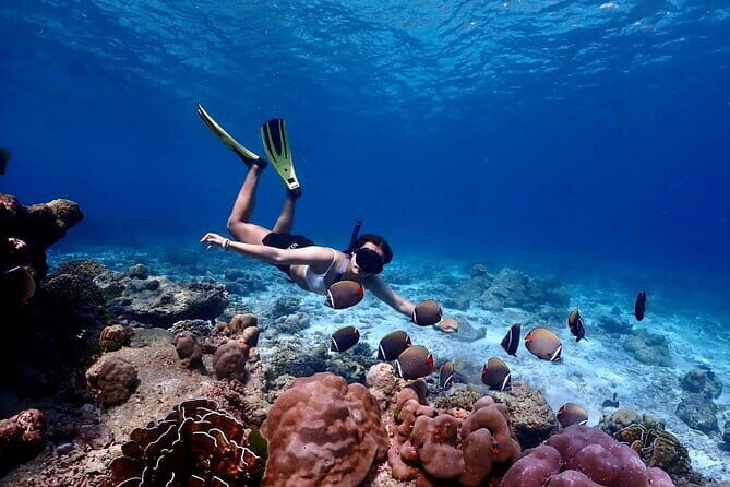 Lazy Day Similan Snorkeling by Speed Catamaran from Khao Lak - An In-Depth Look at the Tour Experience