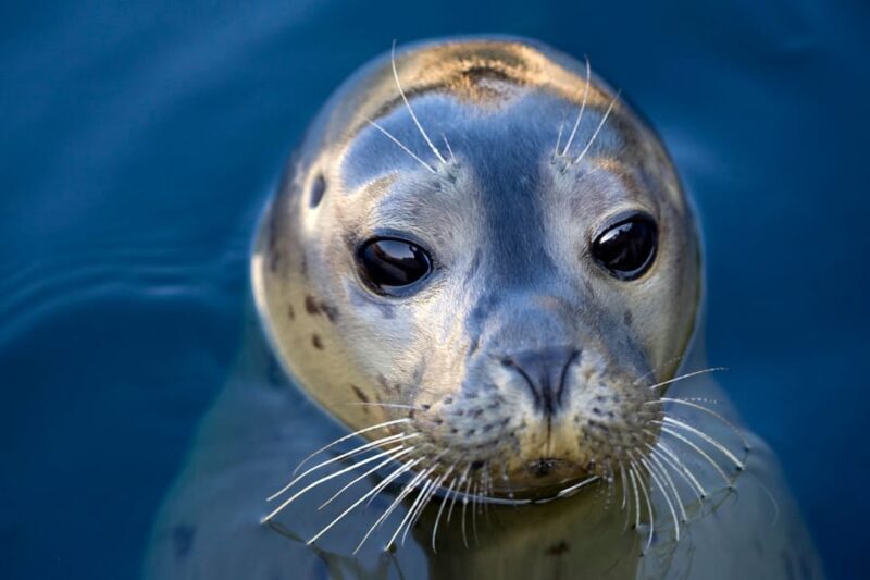 Le Grau-du-Roi: Seaquarium Skip-the-Line Entrance Ticket - Who Will Appreciate This Experience Most?