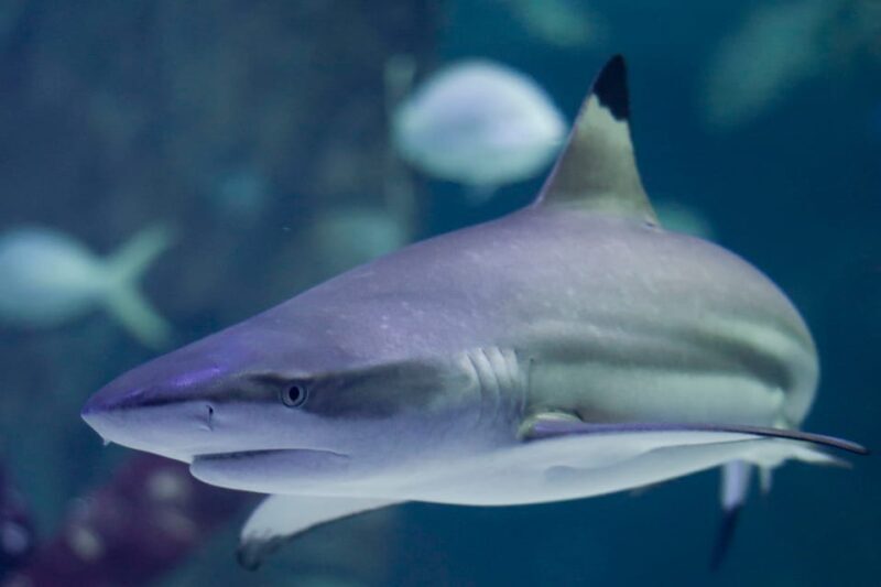 Le Grau-du-Roi: Seaquarium Skip-the-Line Entrance Ticket - Final Thoughts: Is It Worth Visiting?