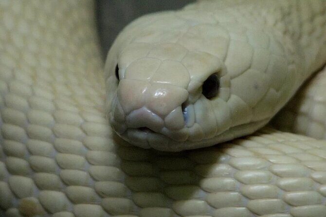 Le Mat Snake Village Tour with 10 Dishes in Hanoi - Key Points