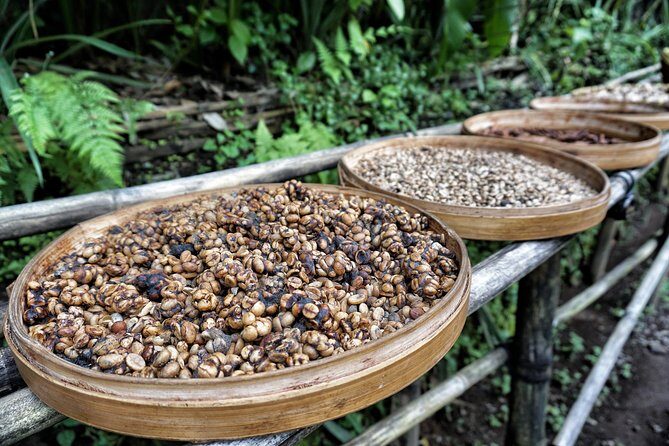 Le Meilleur d'Ubud avec Guide Francophone: Cascade, Rizière, Temple, Café Tour - Who Will Enjoy This Tour?