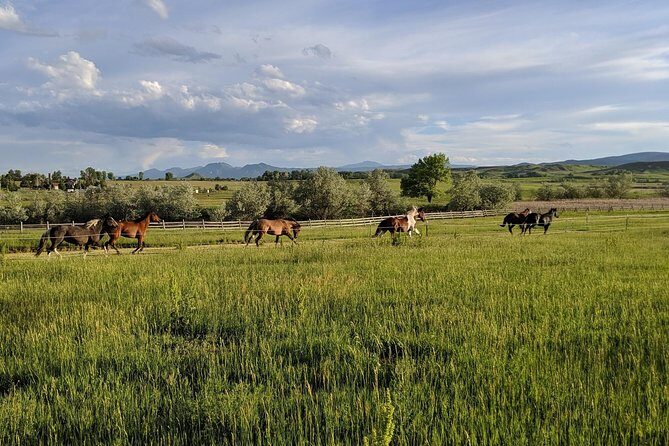Leadership & Mindfulness Retreat with Horses - Individual & Group - The Group and Private Options
