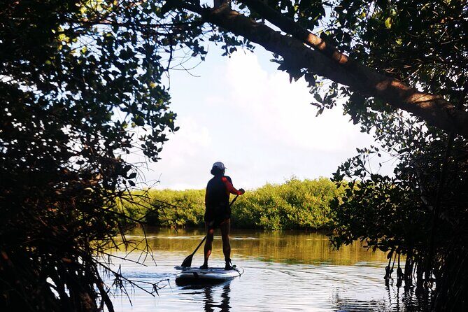 Learn Paddle Board and Explore the Mangroves of Progreso - What You Can Expect on This Paddleboarding Adventure