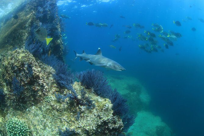 Learn to Scuba Dive in Cabo San Lucas with PADI - The Ocean Dive: What You Can Expect