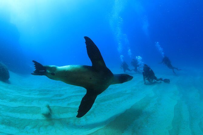 Learn to Scuba Dive in Cabo San Lucas with PADI - What’s Included and What Costs Extra