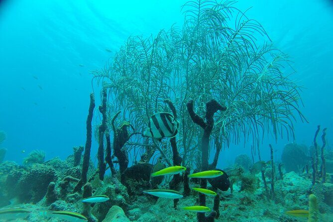 Learn to Scuba Dive in Punta Cana - Final Thoughts: Is It Worth It?