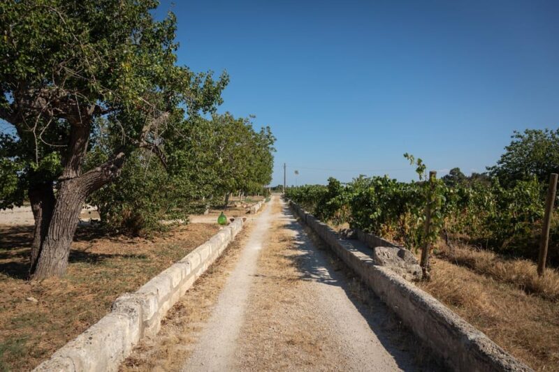 Lecce: Golden Vine Escape - Sunset Picnic & Wine Tasting - FAQ
