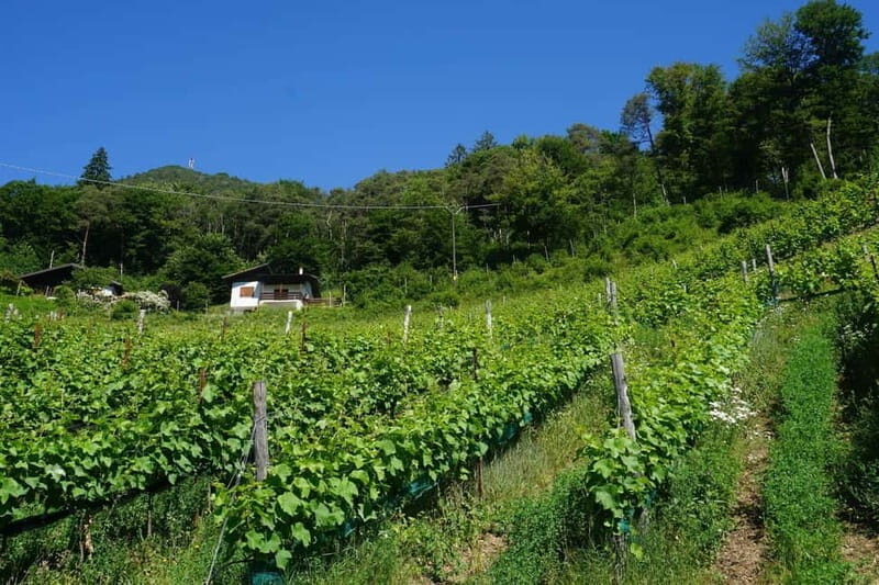 Ledro Lake: Guided Tour & Wine Tasting Among the Vines - The Value and Who Would Enjoy This