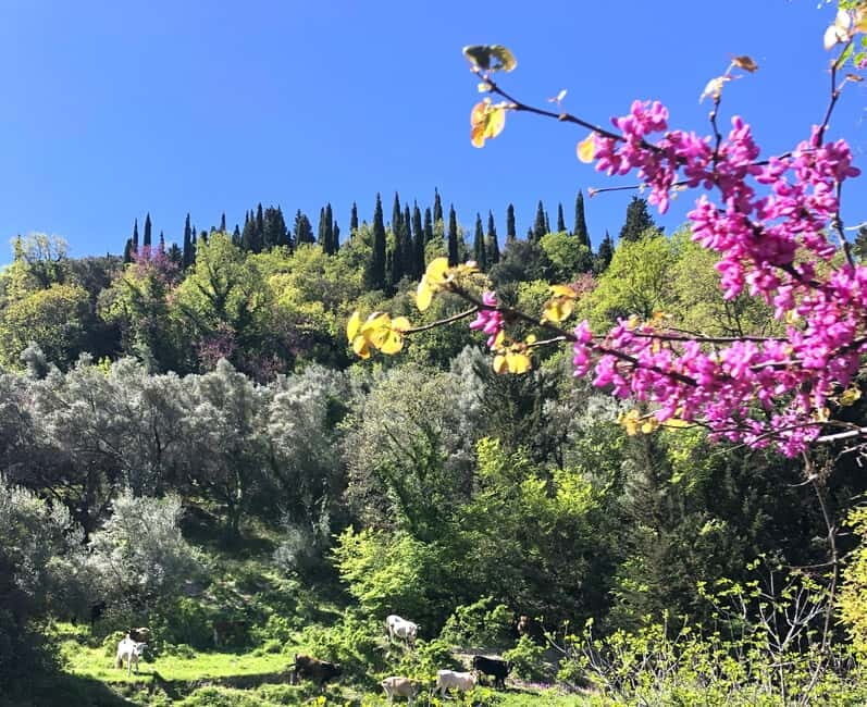 Lefkada: Mountain Gems Electric Fat Bicycle Tour & Tasting - The Value of the Lefkada E-Bike Tour